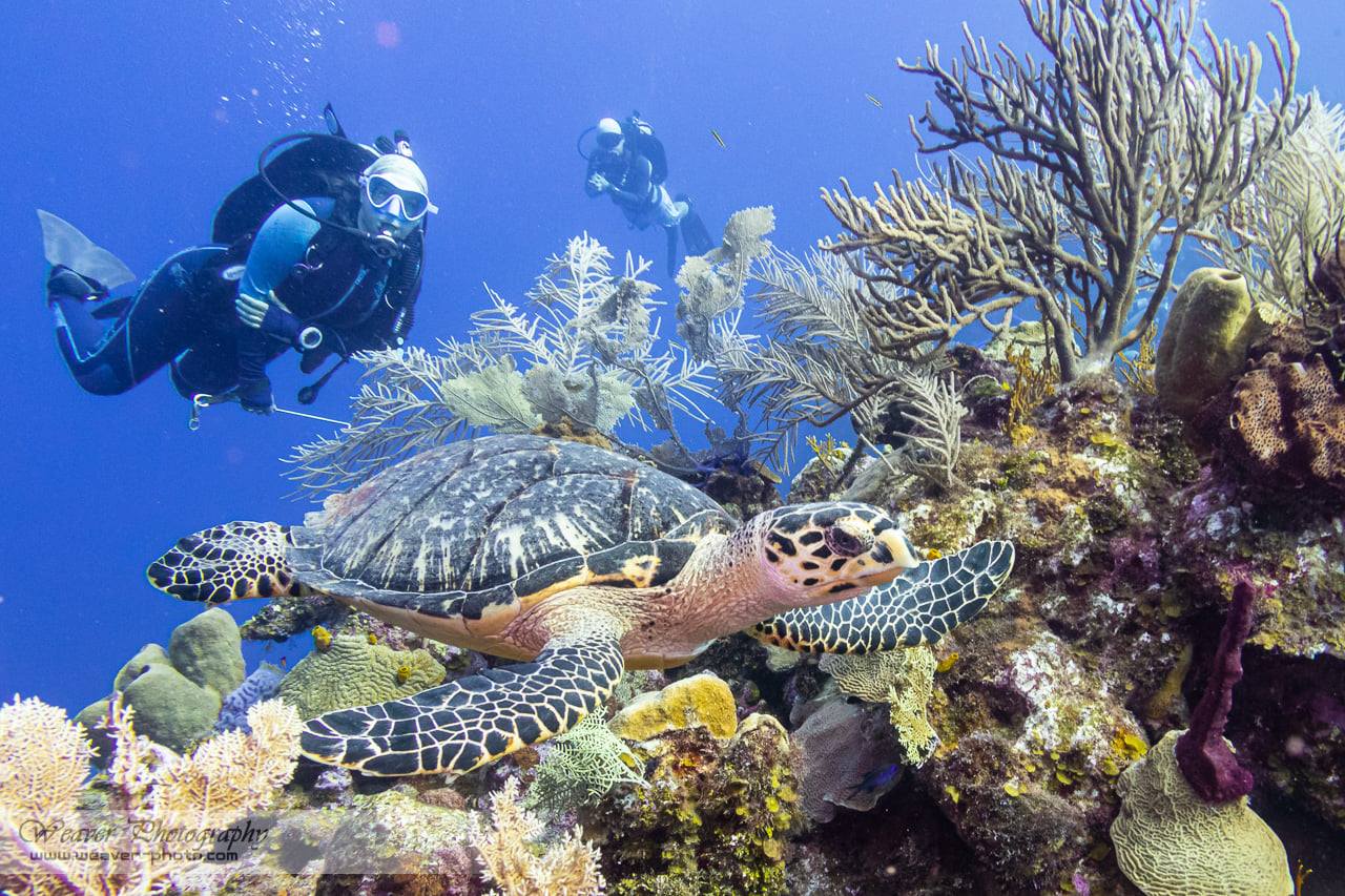 Dive Packages – Turtle Beach Dive Resort, Roatan